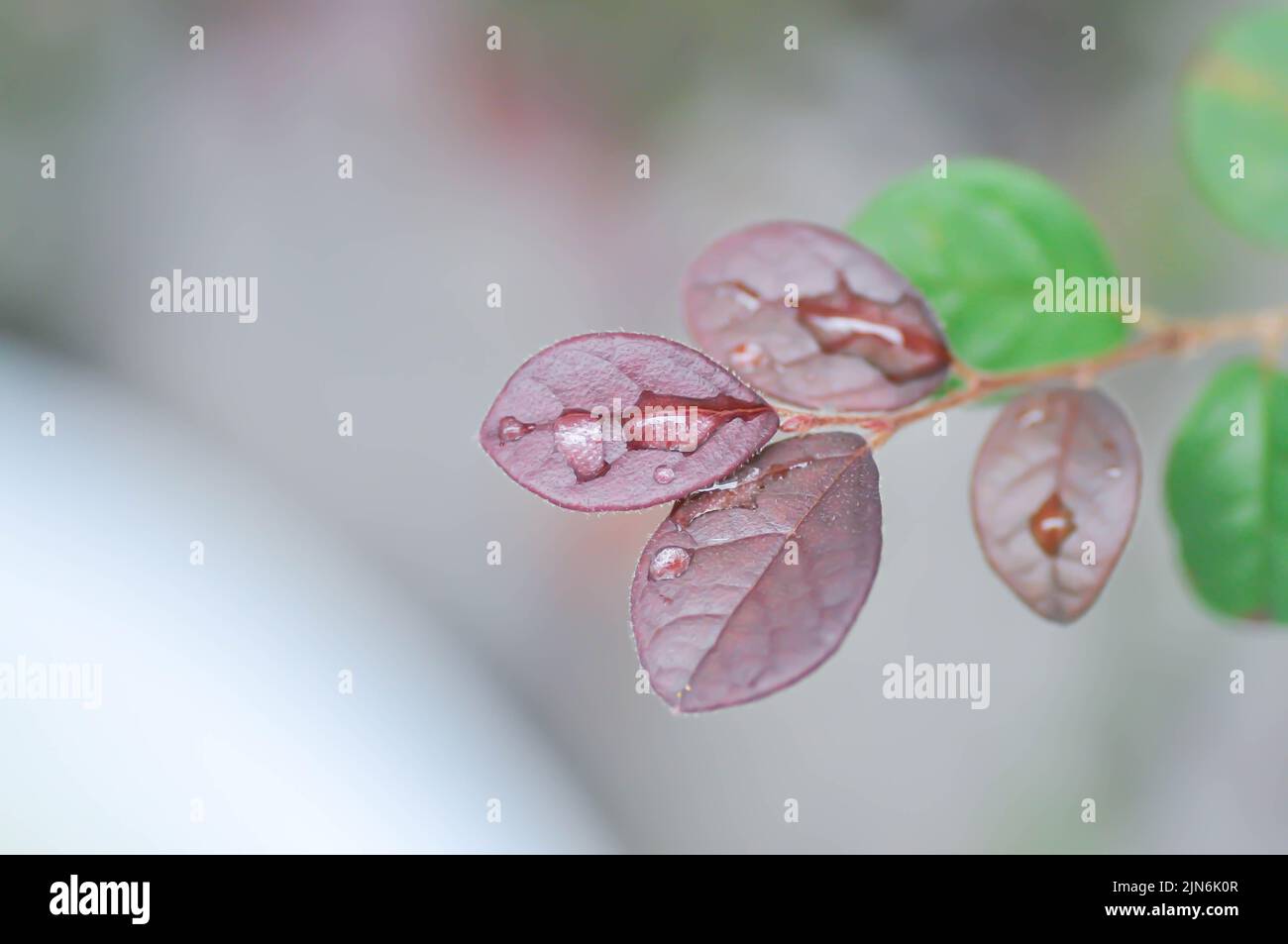 Chinese Fringe Flower or Loropetalum chinense , HAMAMELIDACEAE and rain ...
