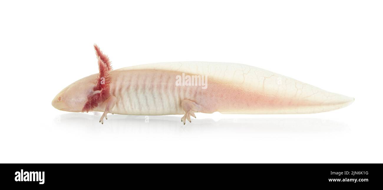 Axolotl baby hi-res stock photography and images - Alamy