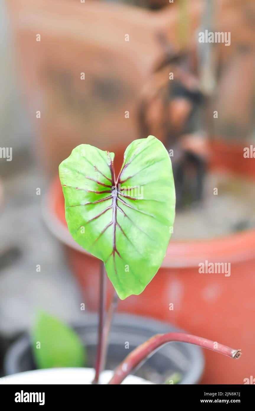 Colocasia pharaohs mask hi-res stock photography and images - Alamy