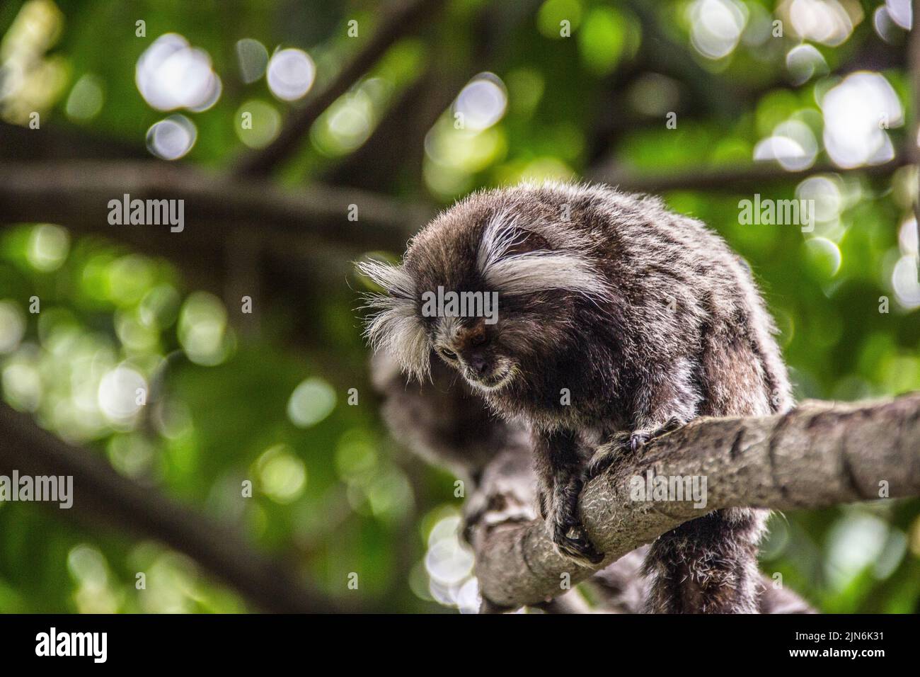Brazilian monkeys in the open air Stock Photo - Alamy