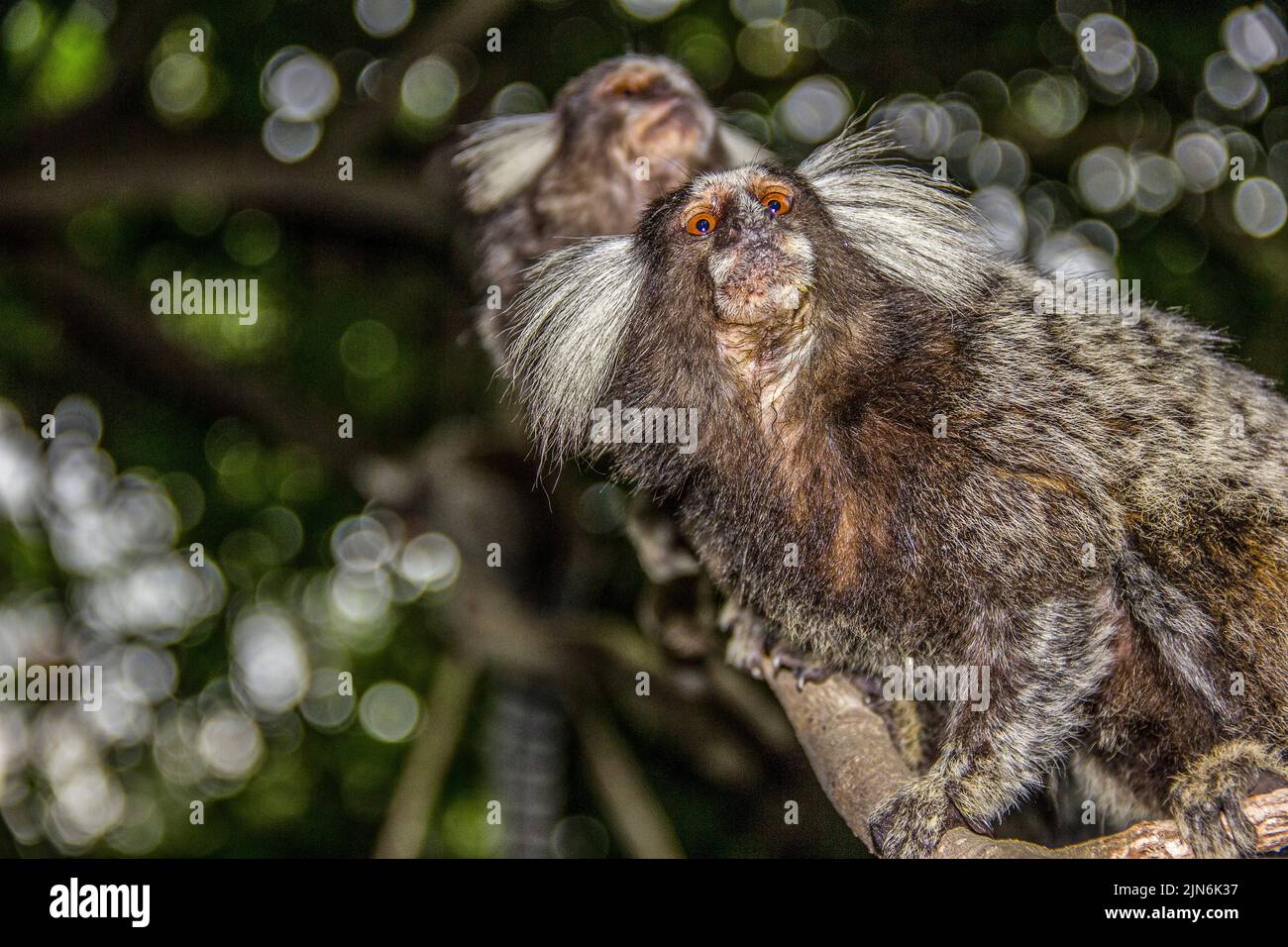 Brazilian monkeys in the open air Stock Photo - Alamy