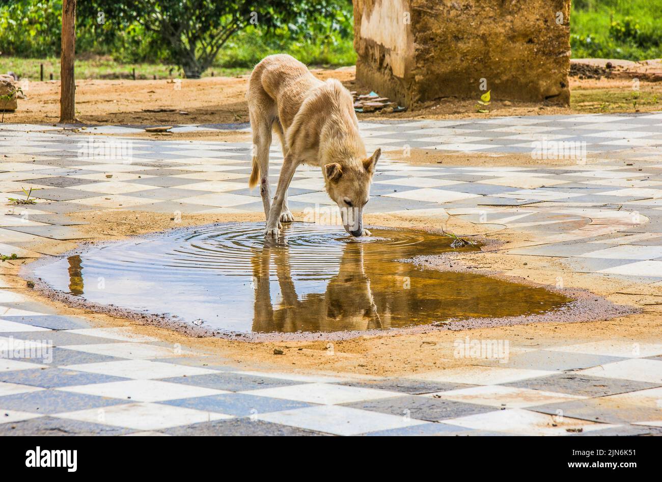 Funny mutts hi-res stock photography and images - Alamy