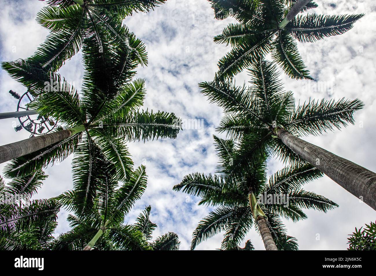 Brazilian palm tree Stock Photo - Alamy