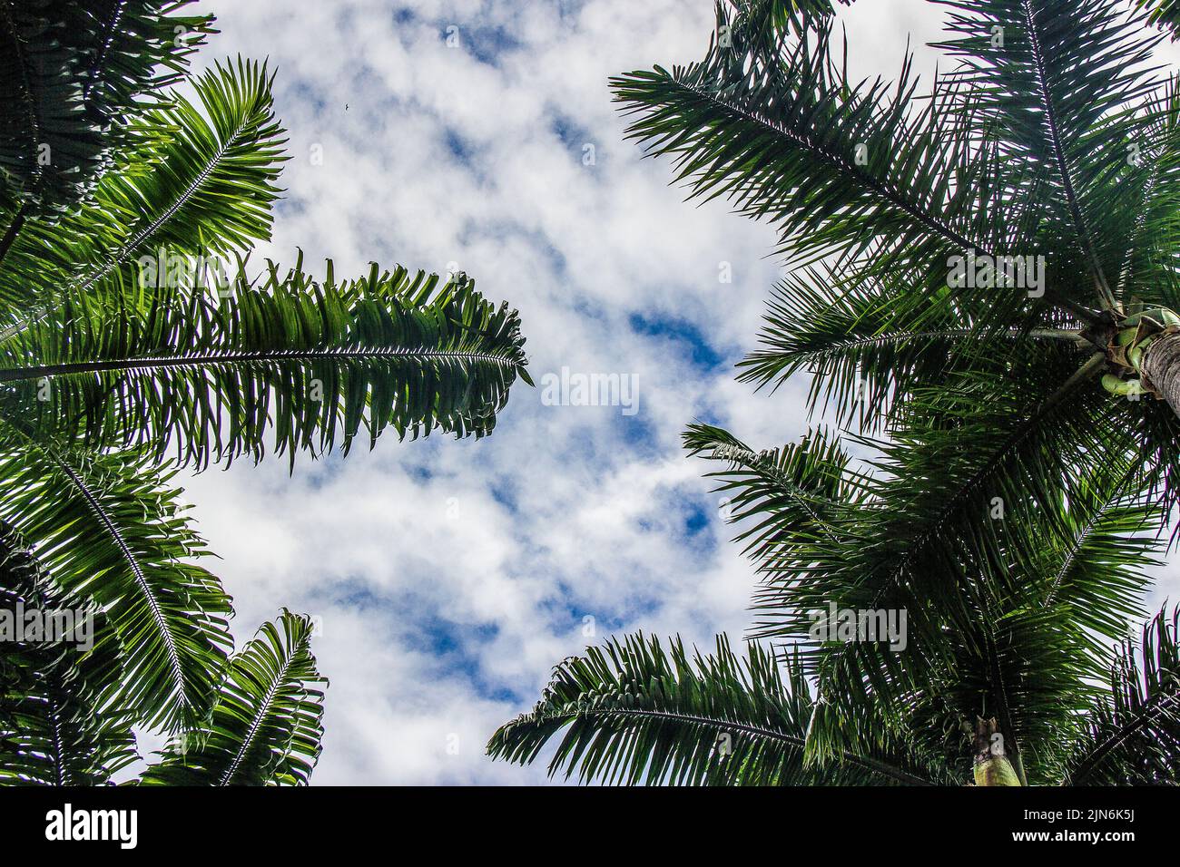 Brazilian palm tree Stock Photo - Alamy