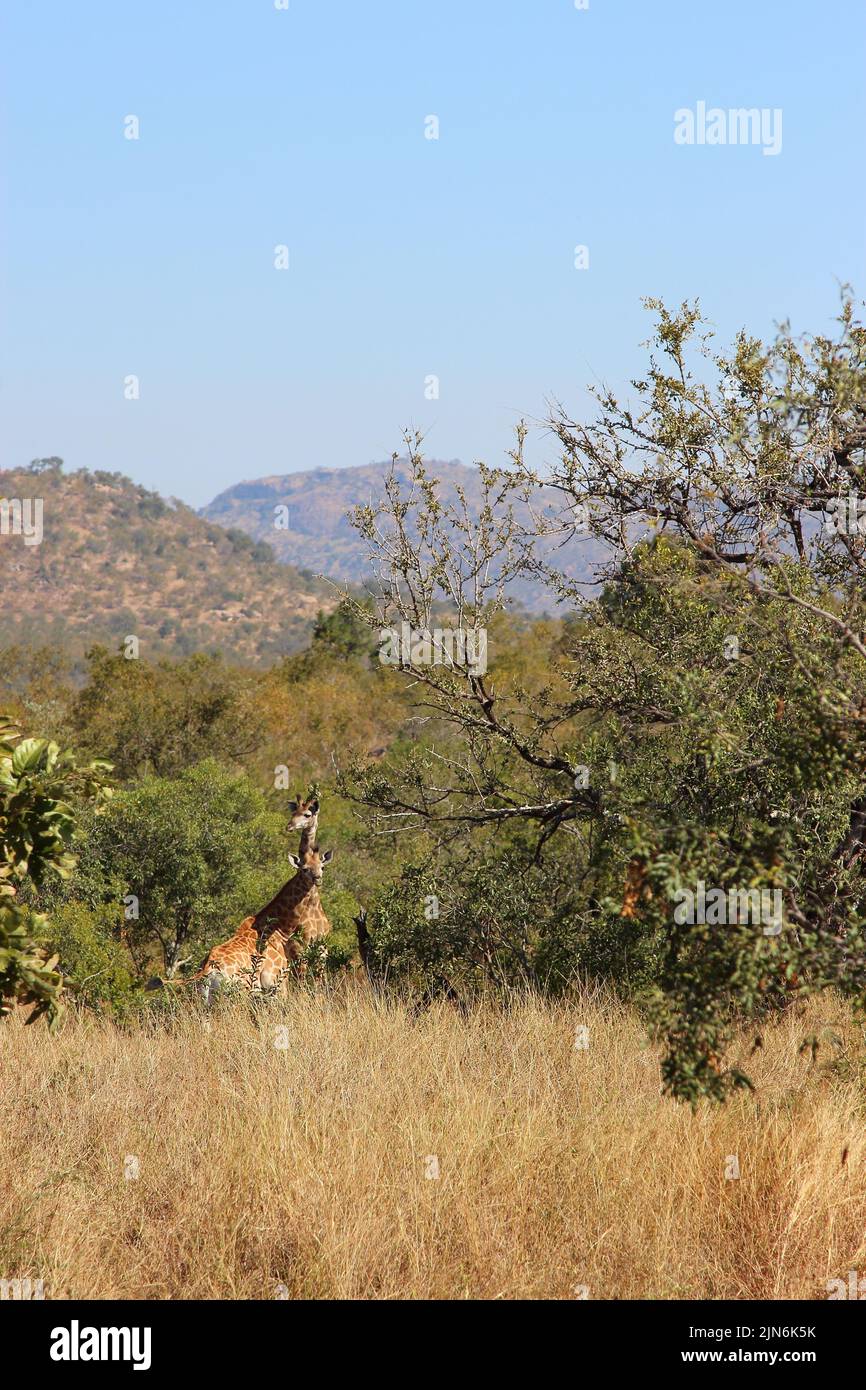 Giraffe / Giraffe / Giraffa camelopardalis Stock Photo - Alamy