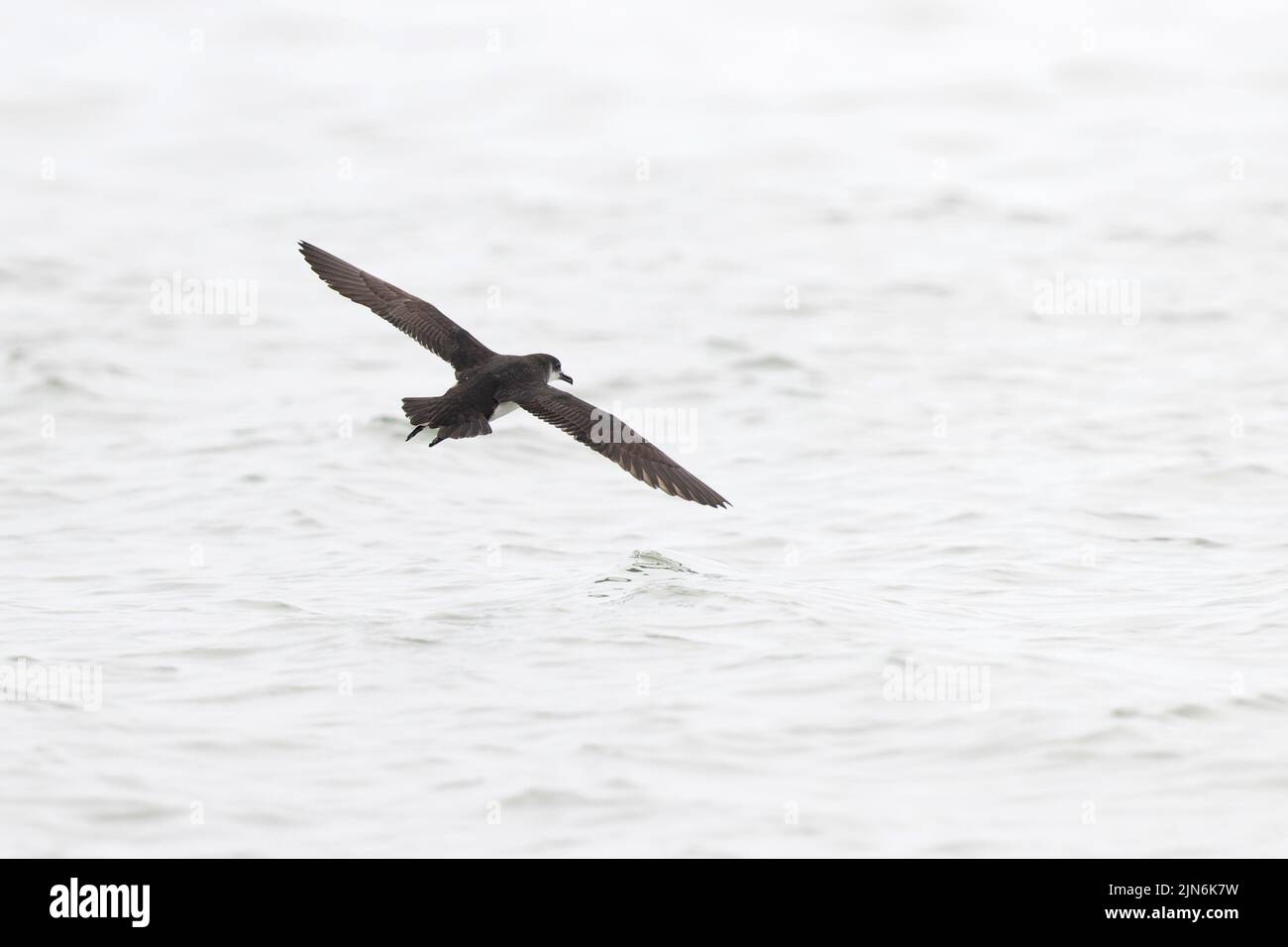 Manx shearwater (Puffinus puffinus) in flight at Boston Revere Beach ...