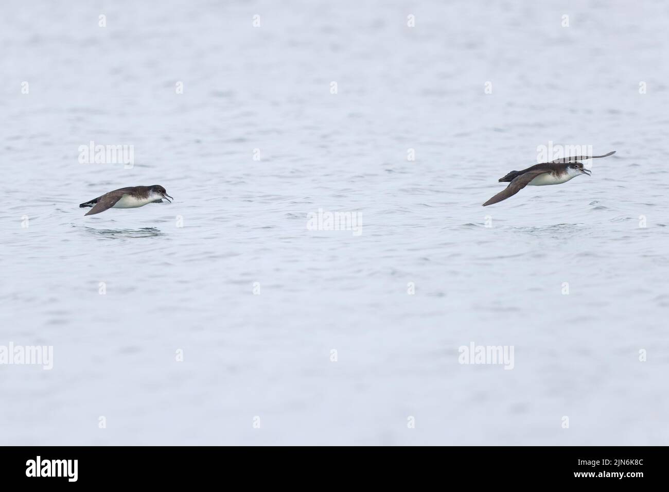 Manx shearwater (Puffinus puffinus) in flight at Boston Revere Beach ...