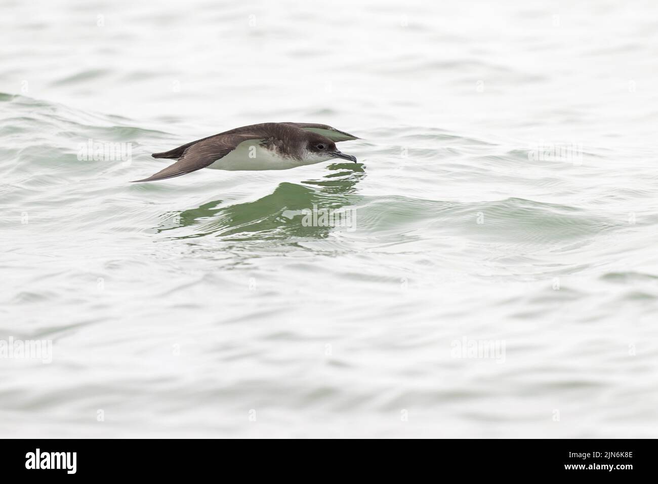 Manx shearwater (Puffinus puffinus) in flight at Boston Revere Beach ...