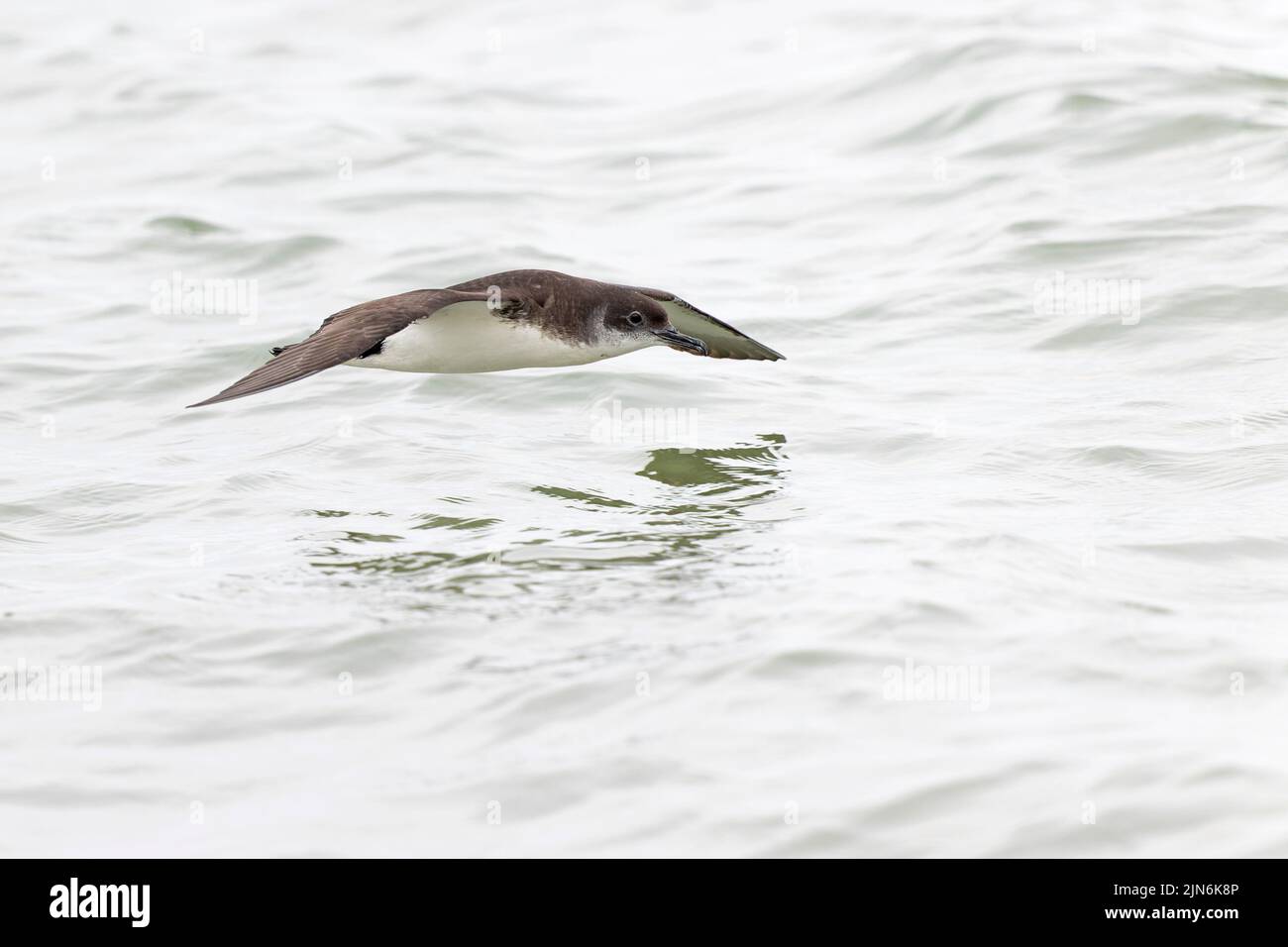 Manx shearwater (Puffinus puffinus) in flight at Boston Revere Beach ...
