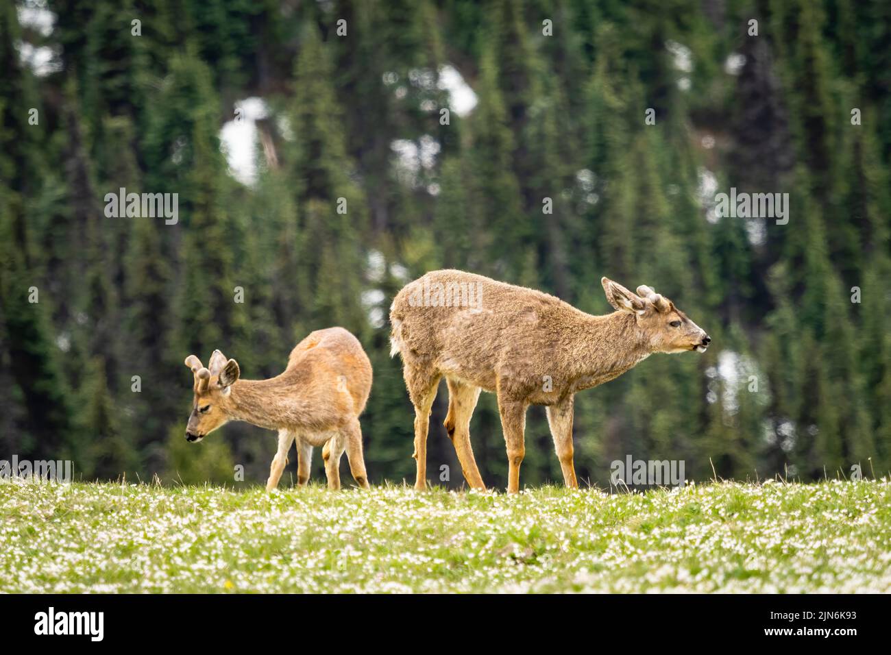 Columbia Black-tailed Deer foraging on Hurricane Ridge in Olympic ...
