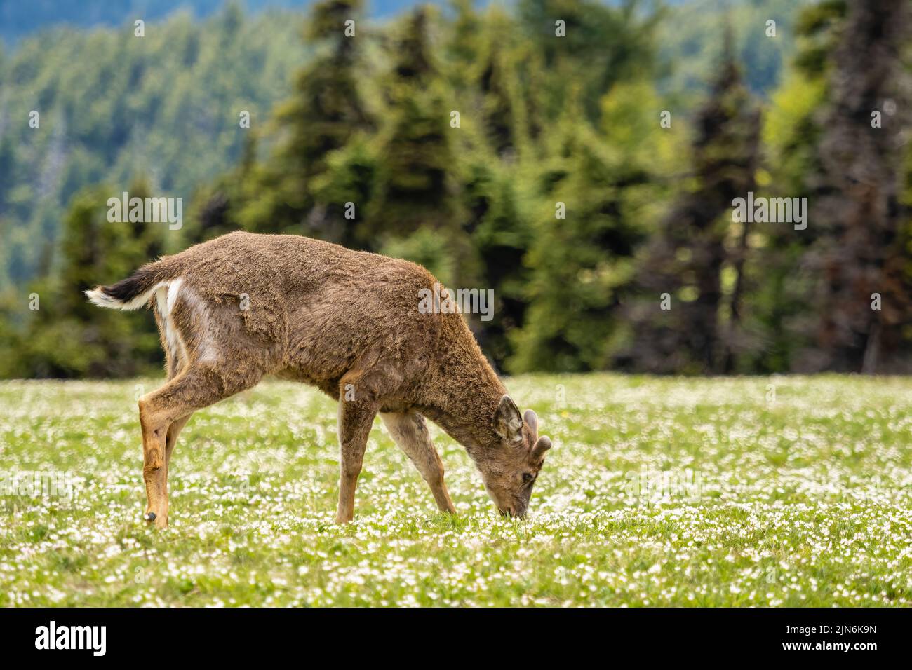 Columbia Black-tailed Deer foraging on Hurricane Ridge in Olympic ...