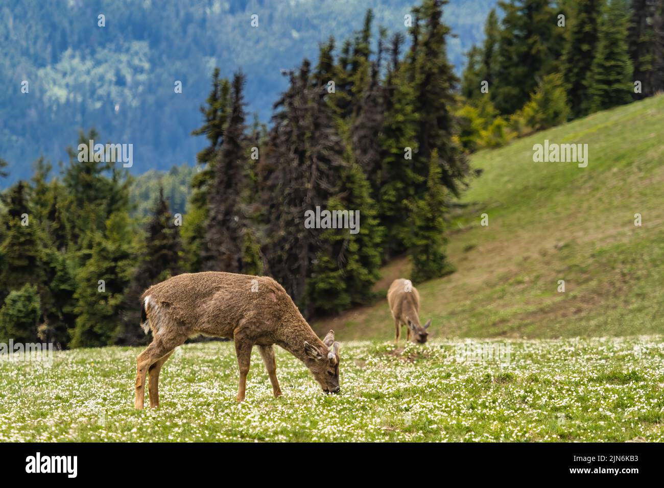Columbia Black-tailed Deer foraging on Hurricane Ridge in Olympic ...