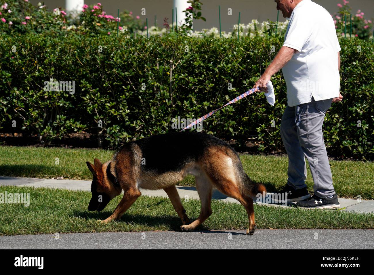 Biden's family dog Commander is seen after President Joe Biden signed ...