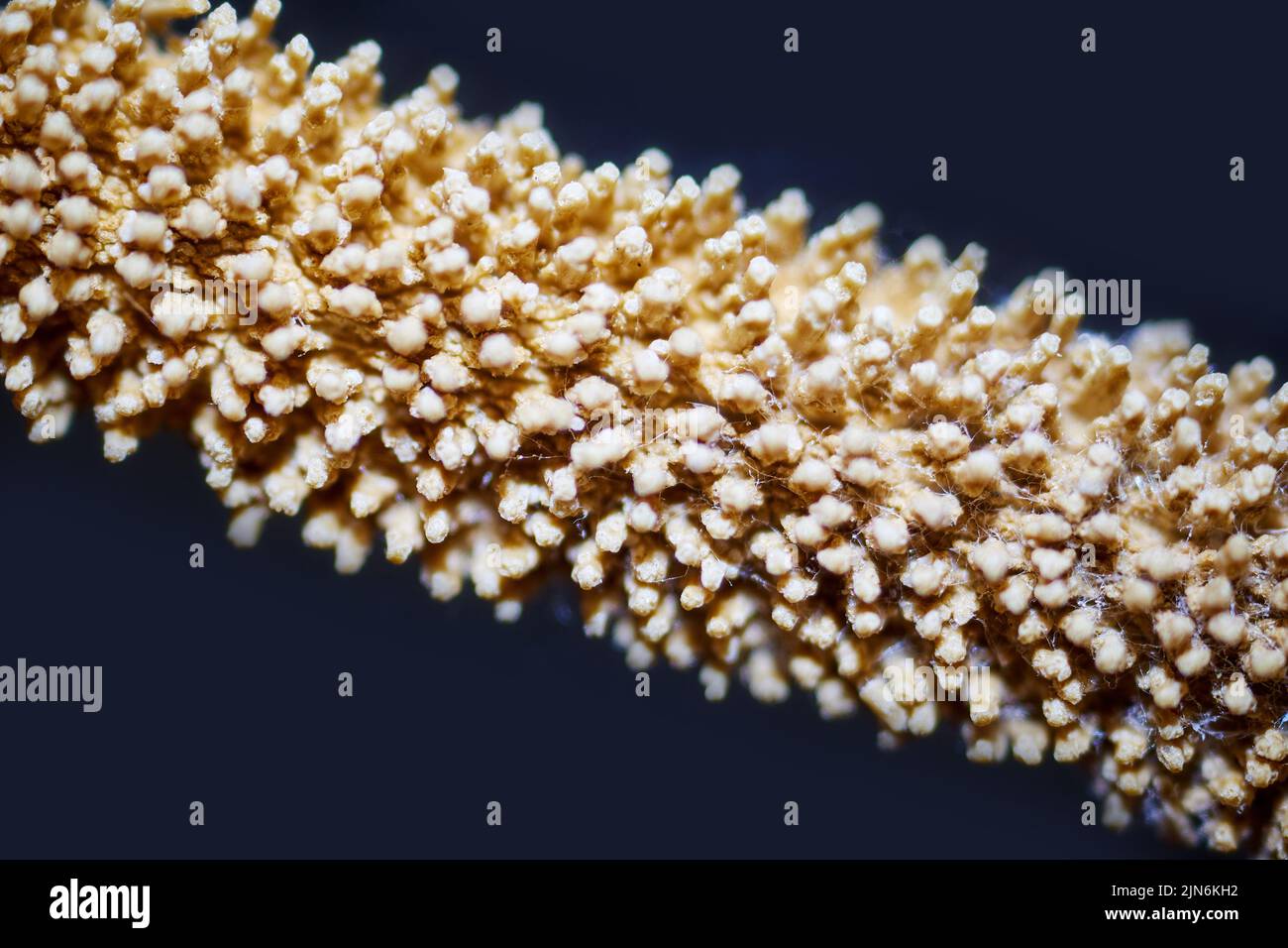 research biology plant seeds under a microscope Stock Photo - Alamy