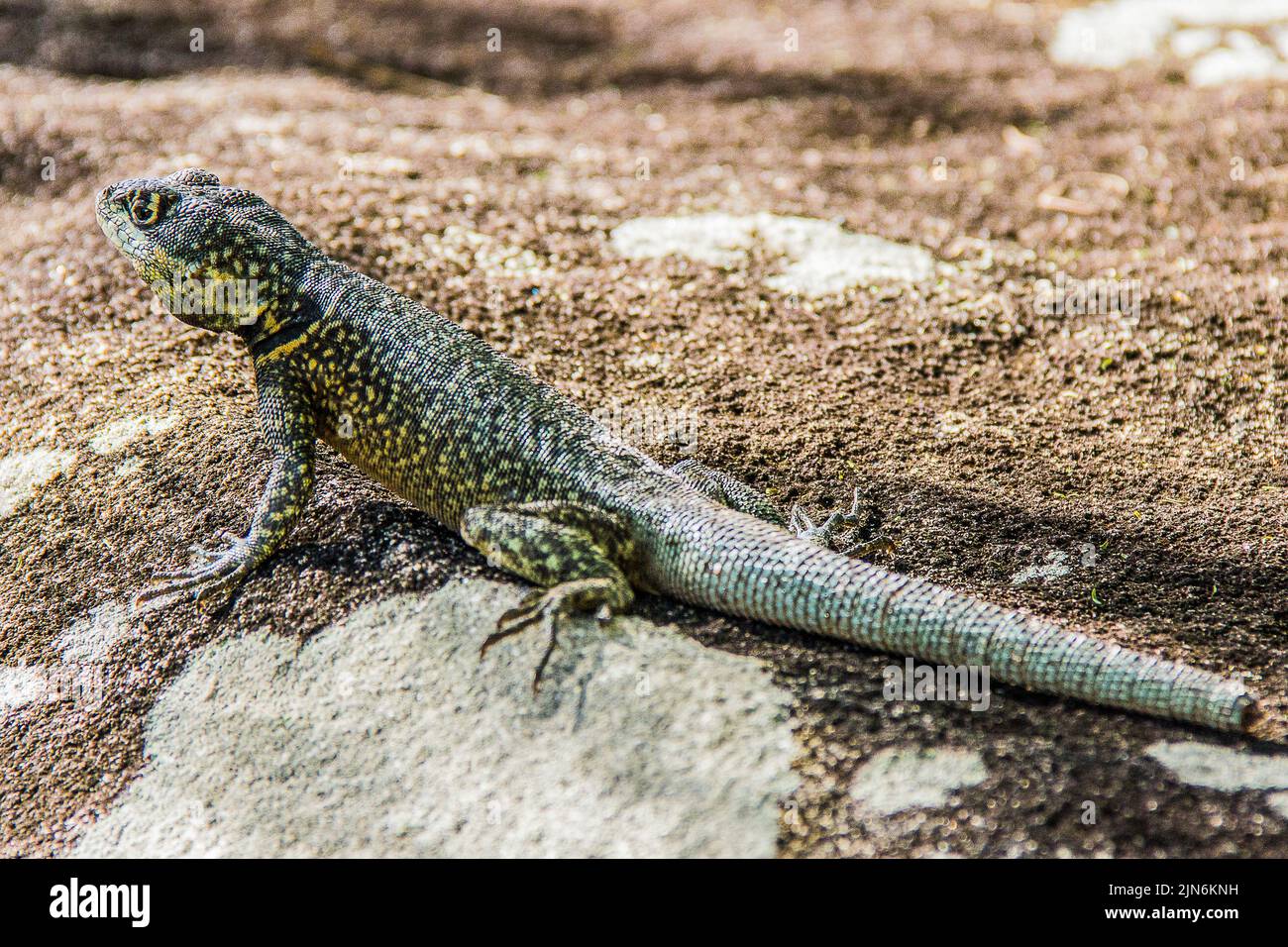 lizard without tail Brazil Stock Photo - Alamy