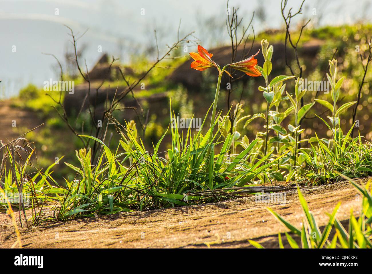 brazilian outdoor plants Stock Photo - Alamy