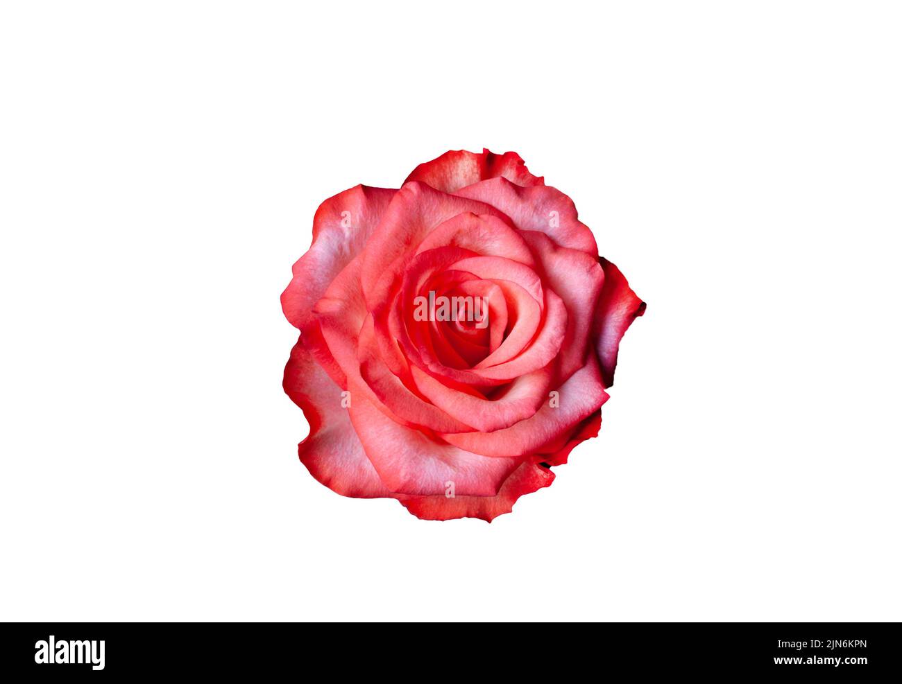 Pink rose flower head isolated on white background. Close up rose bloom ...