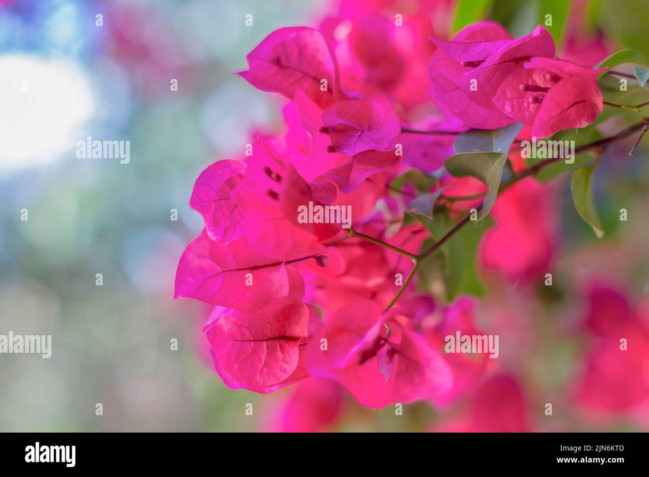 Rose rosa red lady hi-res stock photography and images - Alamy