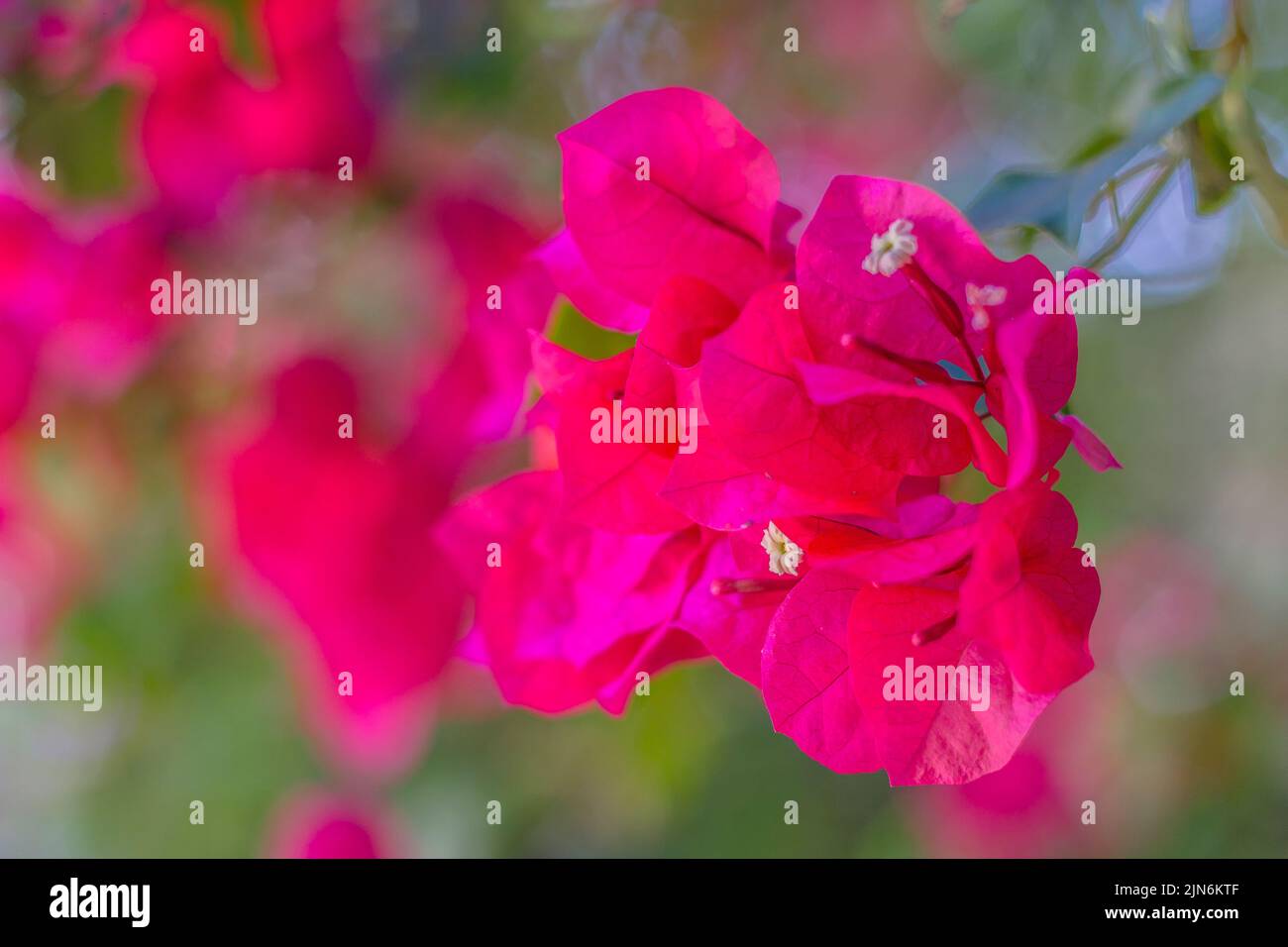 red rose brazilian Stock Photo - Alamy