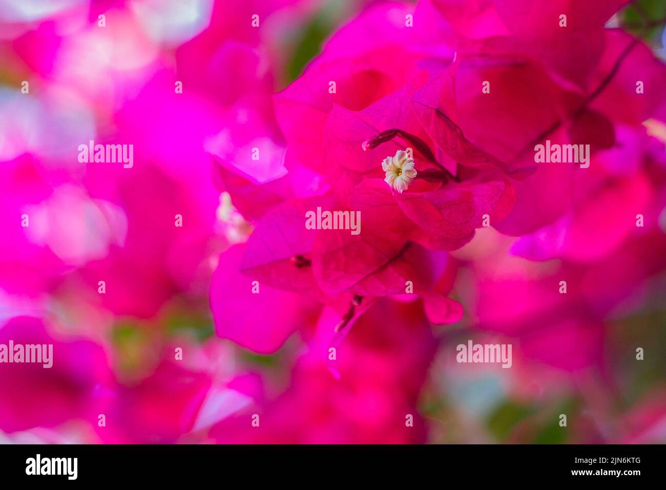 red rose brazilian Stock Photo - Alamy