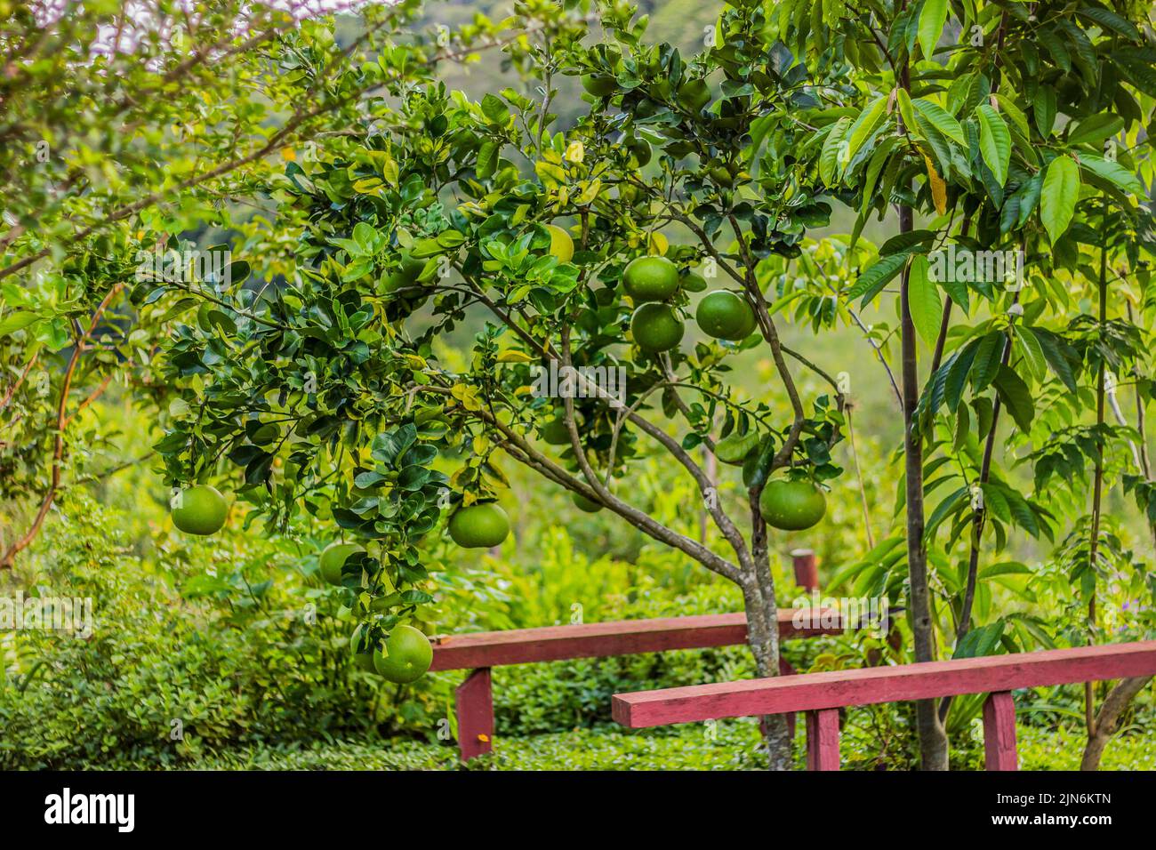 Brazilian plant hi-res stock photography and images - Alamy