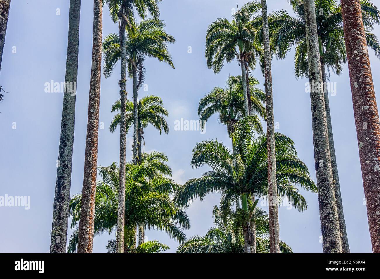 Brazilian palm tree Stock Photo - Alamy