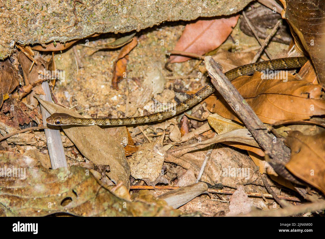 brazilian outdoor snakes Stock Photo - Alamy