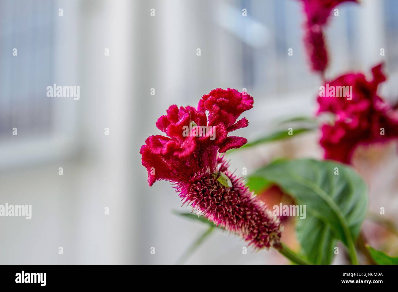 Exuberant plants hi-res stock photography and images - Alamy