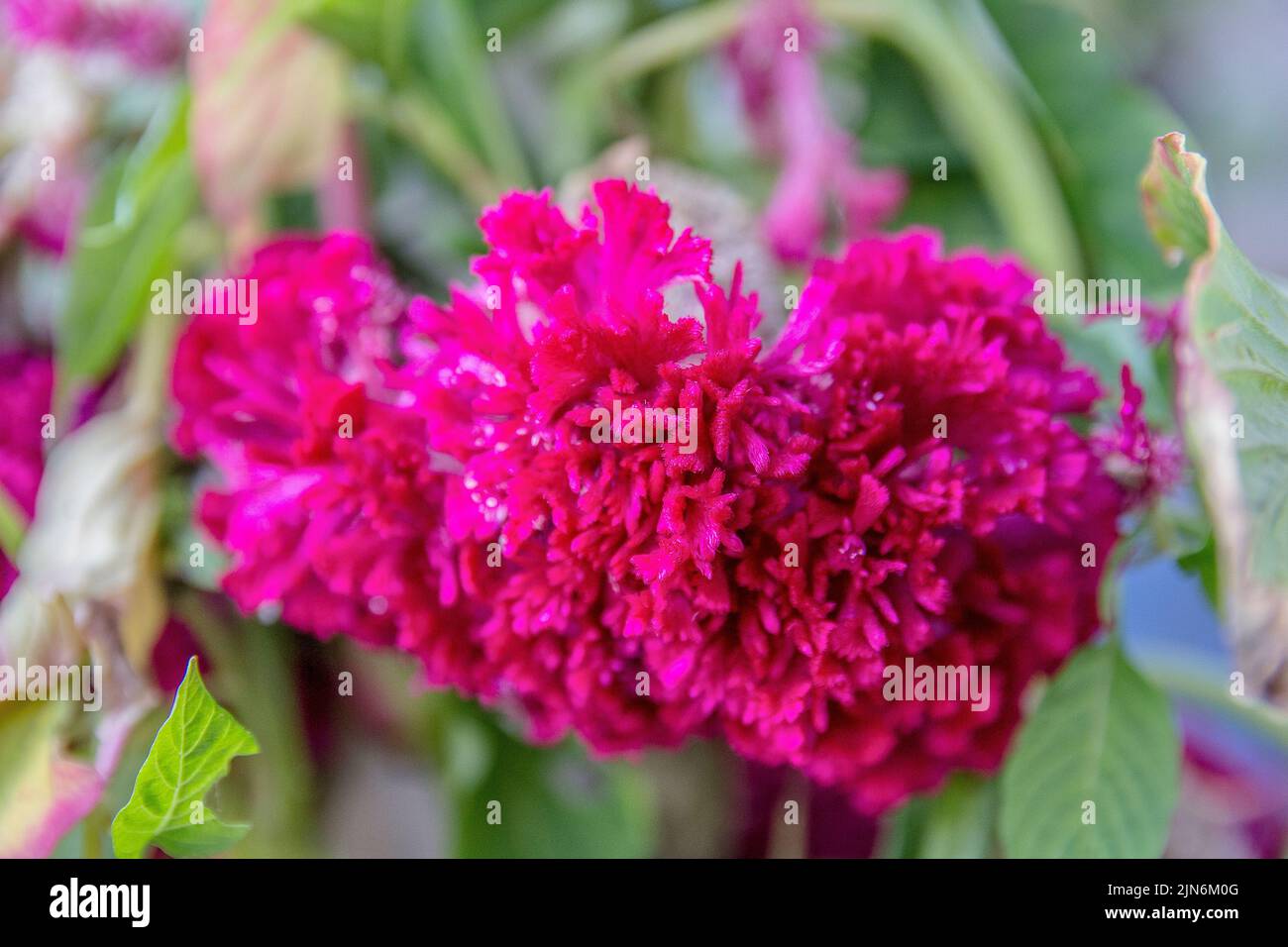 Exuberant plants hi-res stock photography and images - Alamy