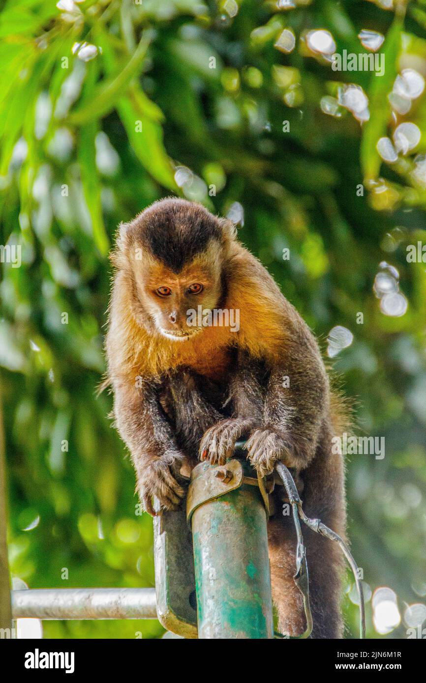 Brazilian monkeys in the open air Stock Photo - Alamy