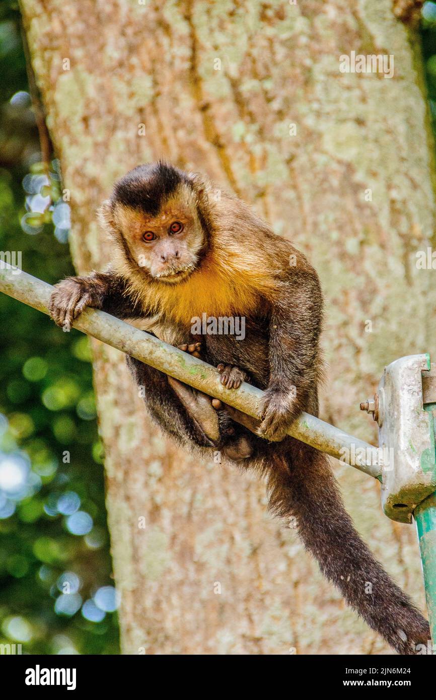 Brazilian monkeys in the open air Stock Photo - Alamy