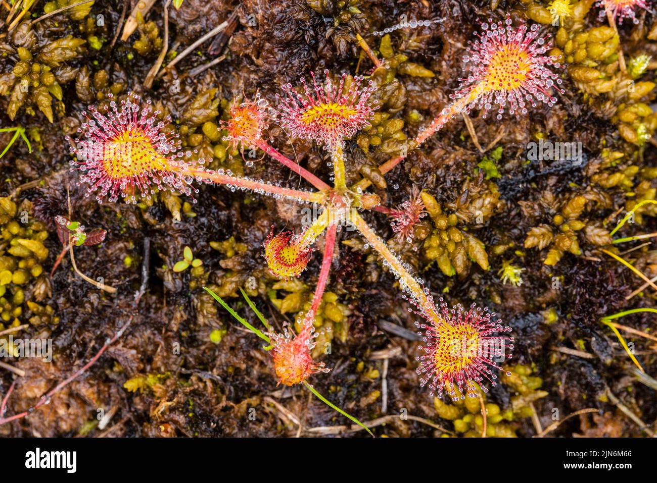 Round-leaved Sundew in bog in Southcentral Alaska Stock Photo - Alamy