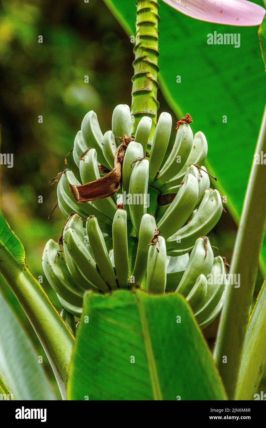 Banano plant hi-res stock photography and images - Alamy