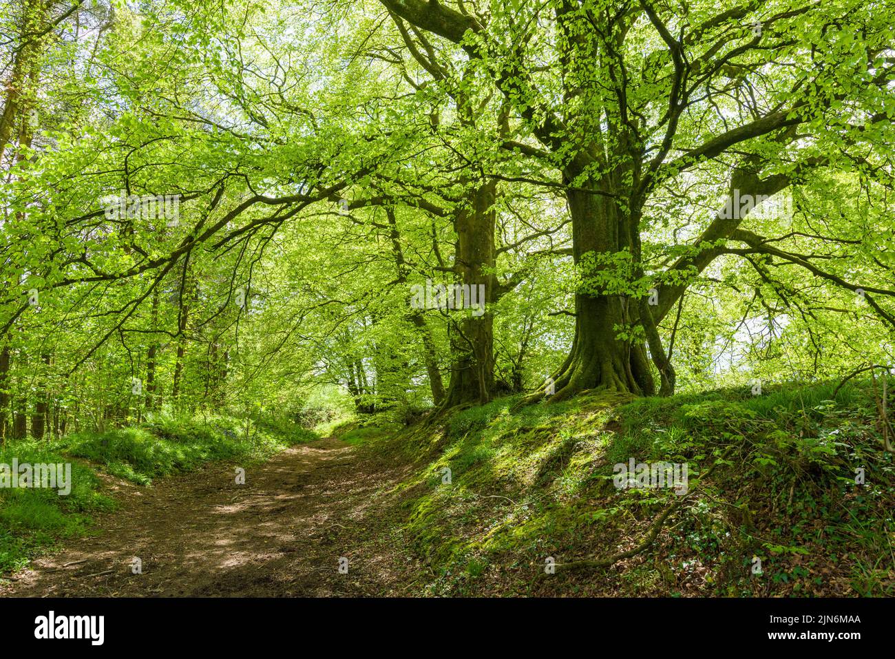 Common Beech trees in spring beside the bridlepath to Cothelstone Hill ...