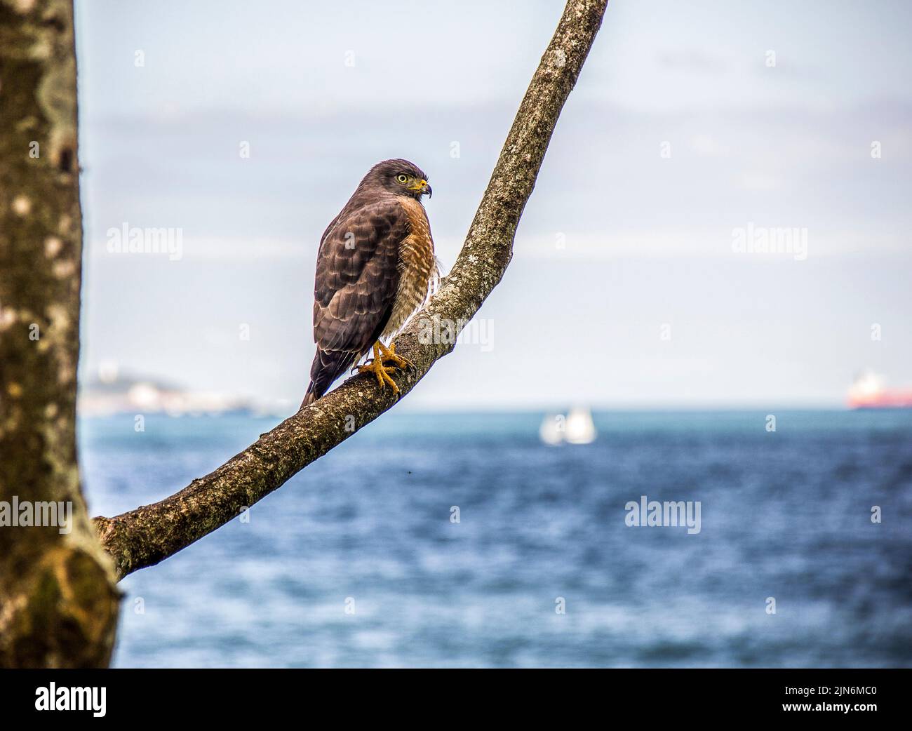 Brazilian birds outdoors Stock Photo - Alamy