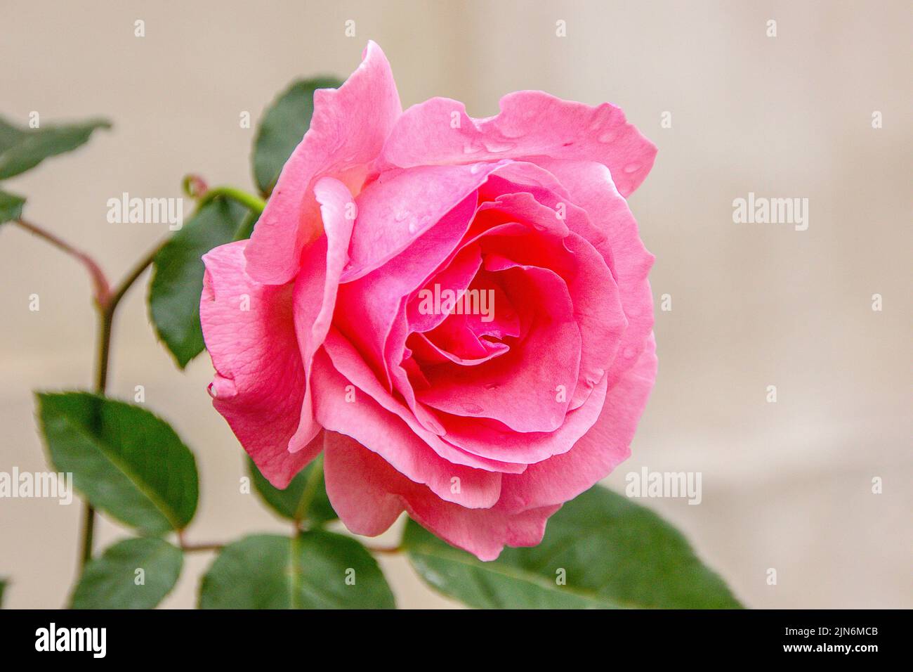 red rose brazilian Stock Photo - Alamy