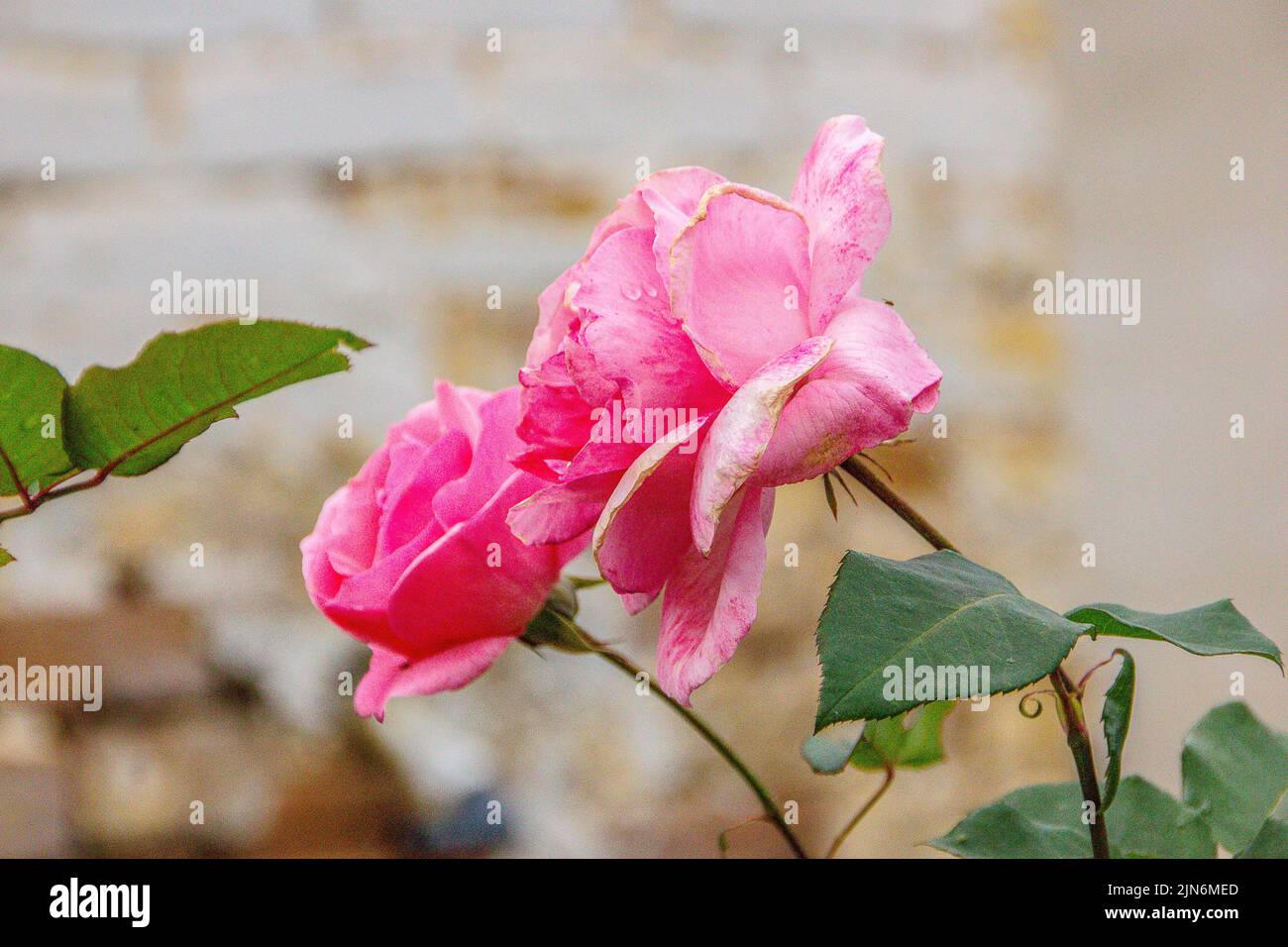 red rose brazilian Stock Photo - Alamy