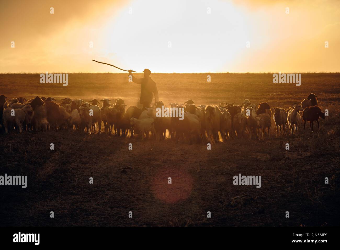 A shepherd young man with a stick, shepherds sheep and rams in t Stock ...