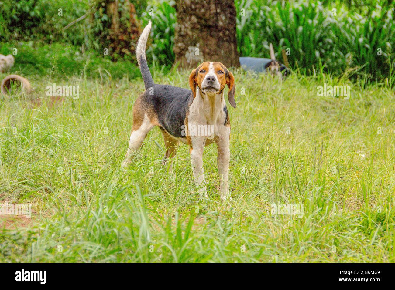 dog popularly known as mutts Stock Photo - Alamy