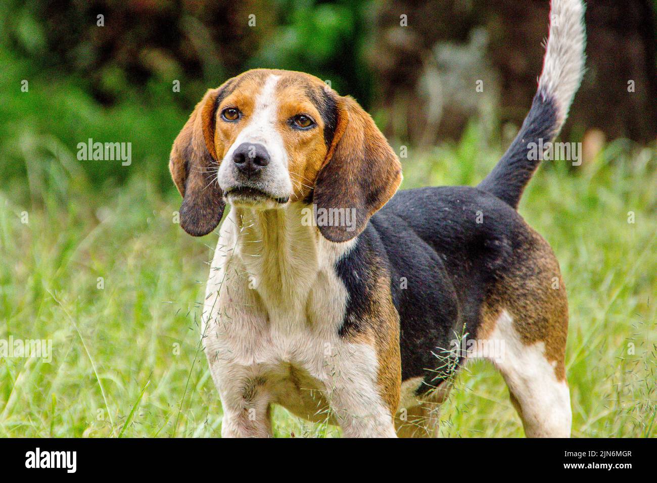 dog popularly known as mutts Stock Photo - Alamy