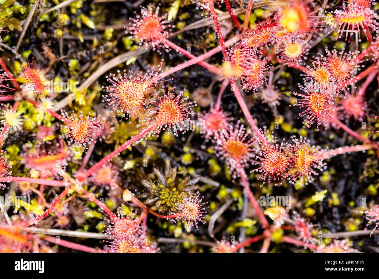 Round-leaved Sundew in bog in Southcentral Alaska Stock Photo - Alamy
