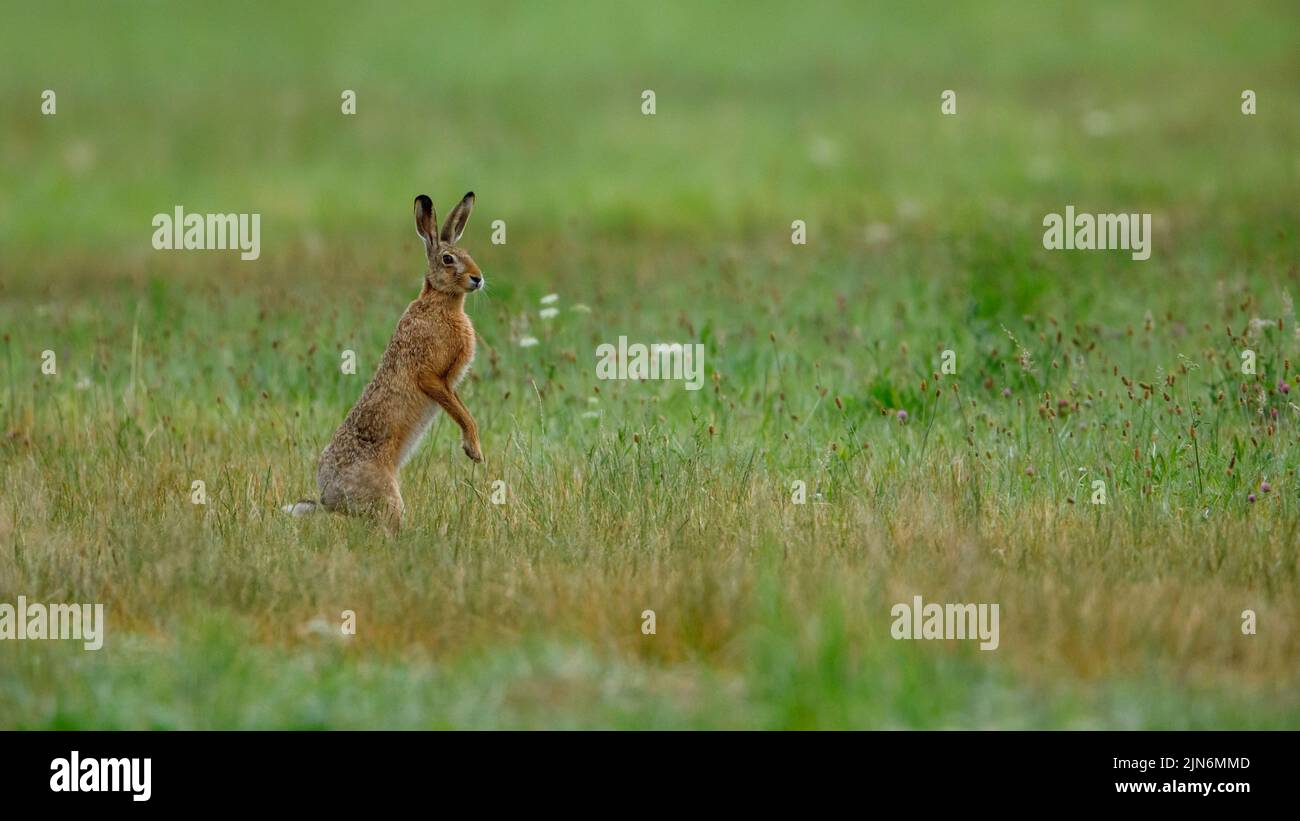 Field hares hi-res stock photography and images - Alamy