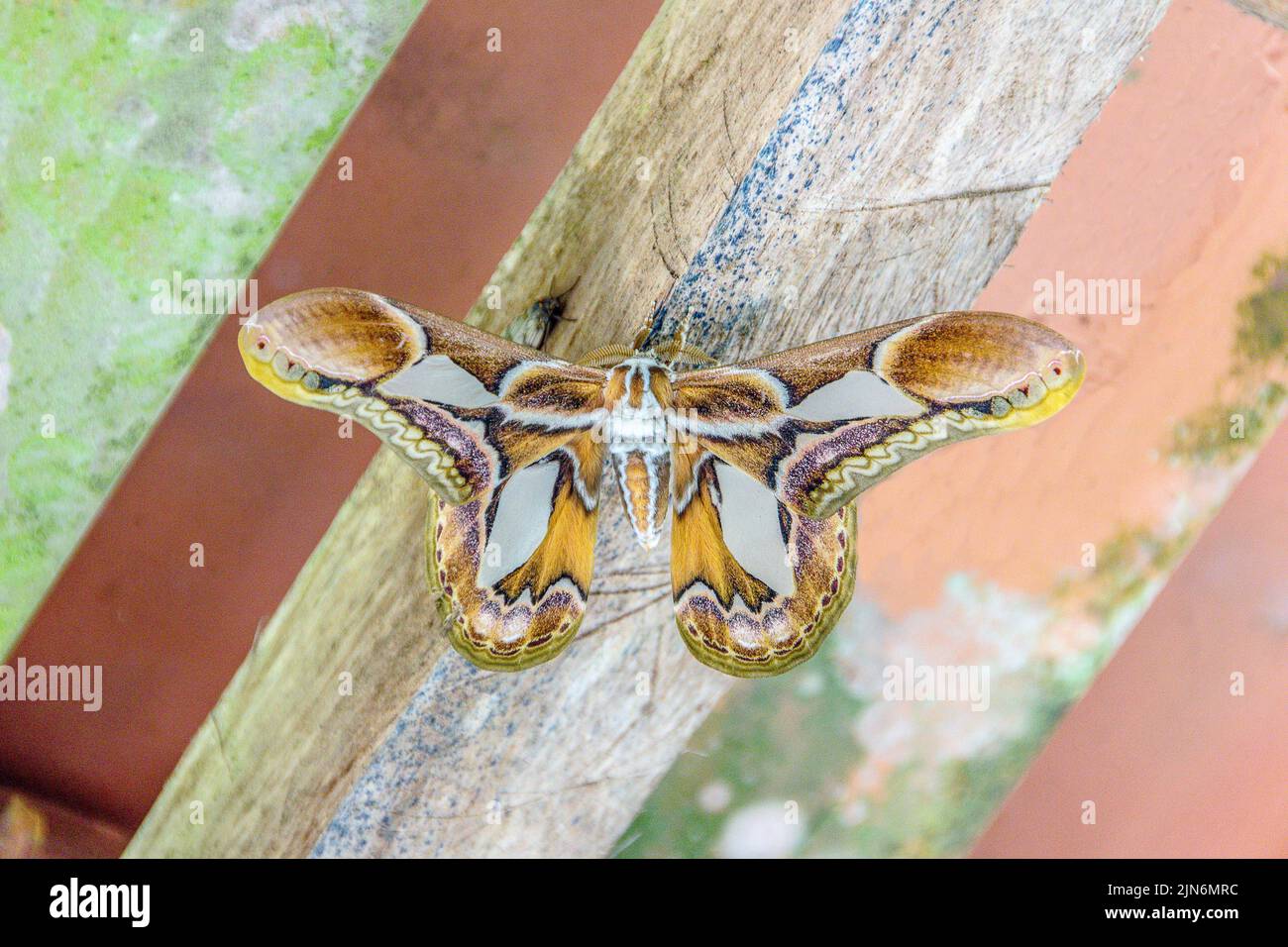 butterflies and insects Stock Photo - Alamy
