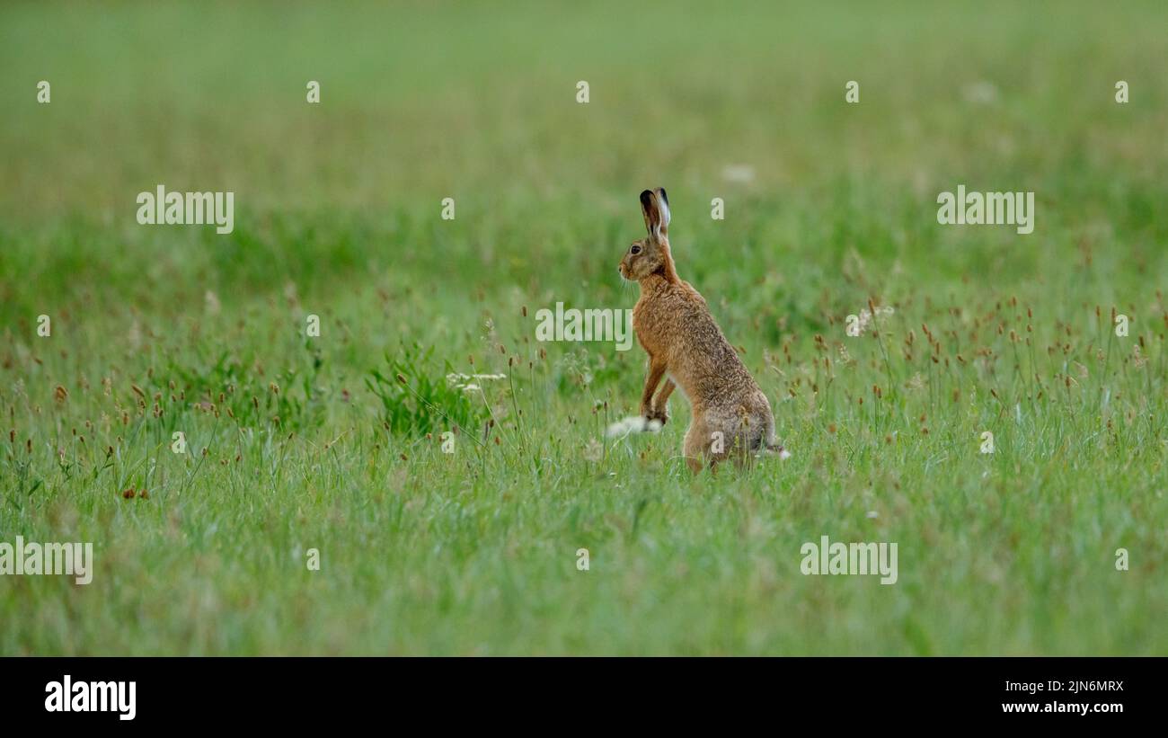 Field hares hi-res stock photography and images - Alamy