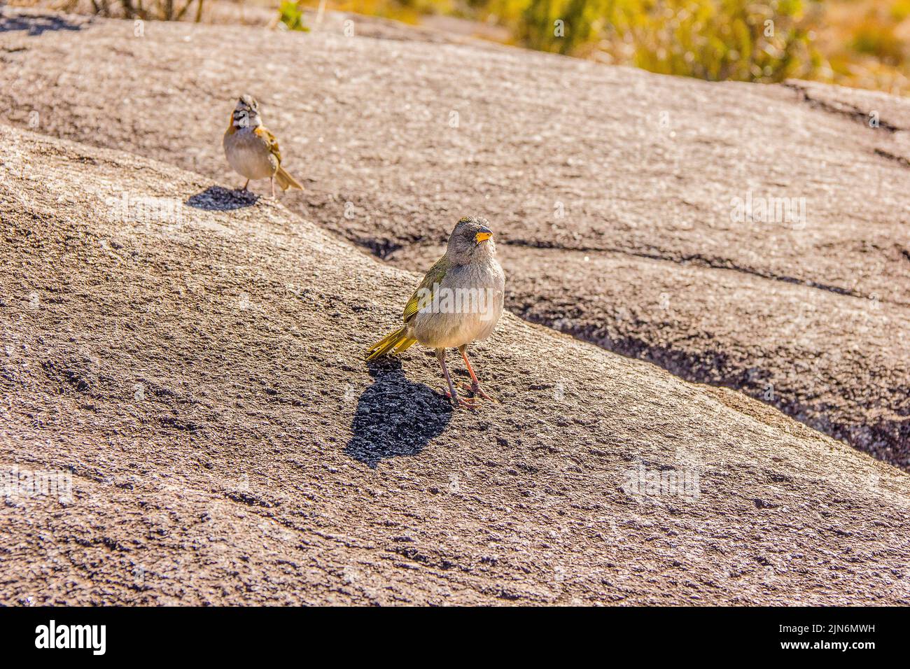 Brazilian wilderness hi-res stock photography and images - Alamy