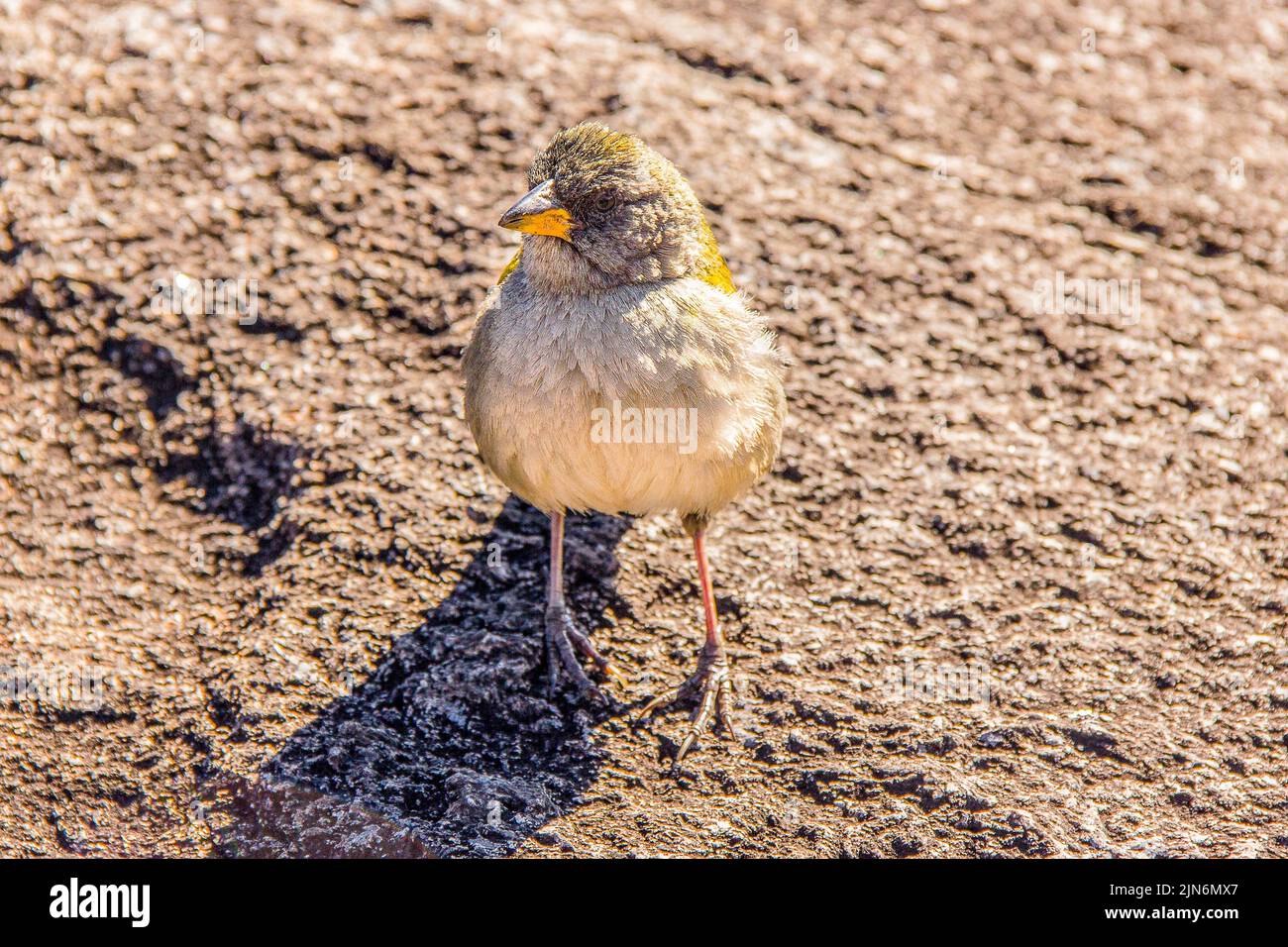 Brazilian birds outdoors Stock Photo - Alamy
