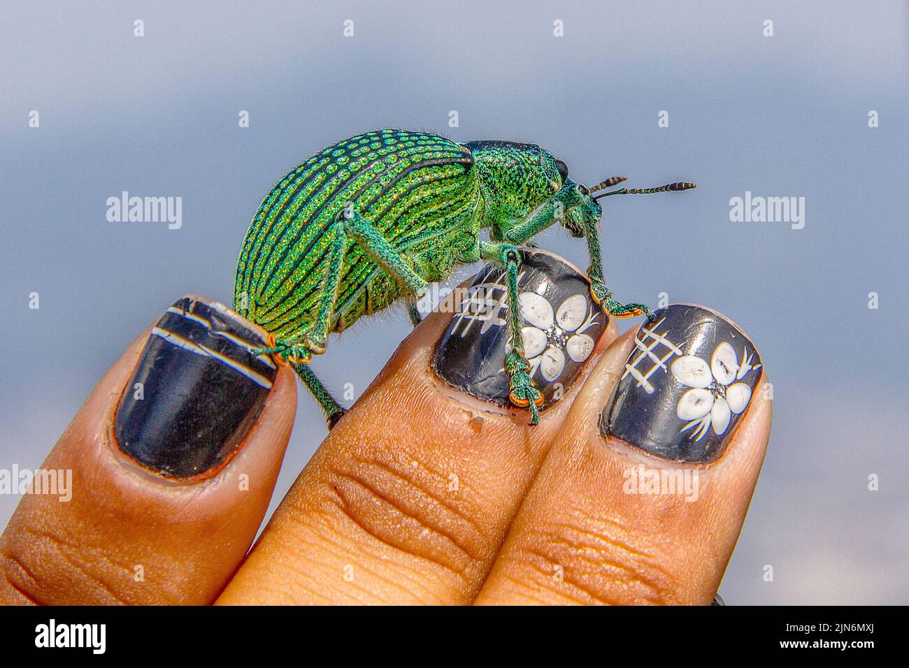 Brazilian insects outdoors Stock Photo - Alamy