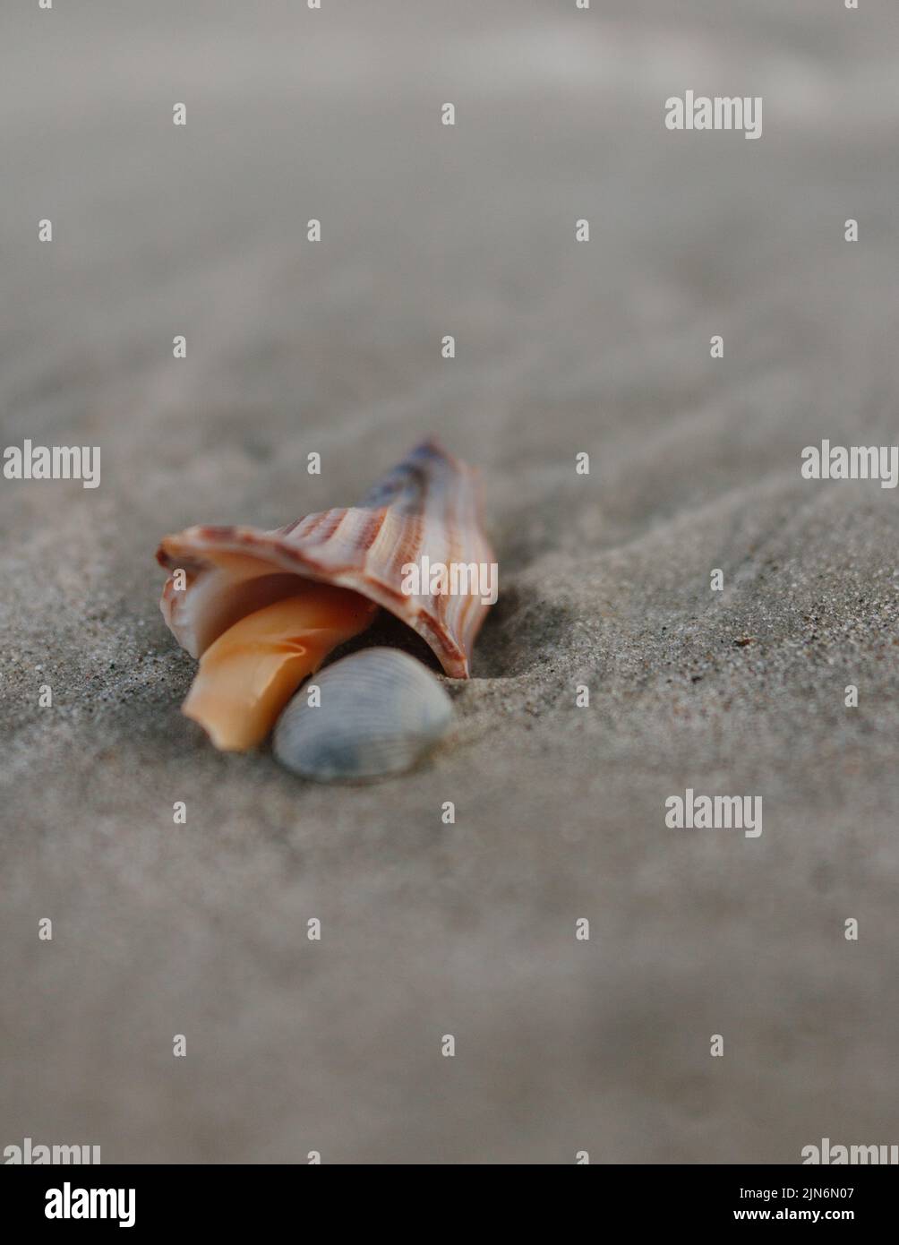 small broken shell in the sand at the beach off the coast of North ...