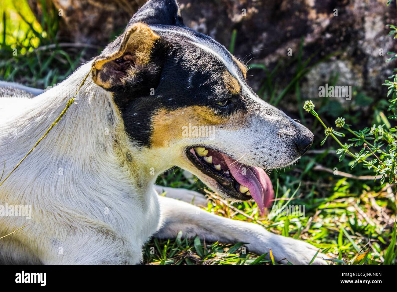 dog popularly known as mutts Stock Photo - Alamy
