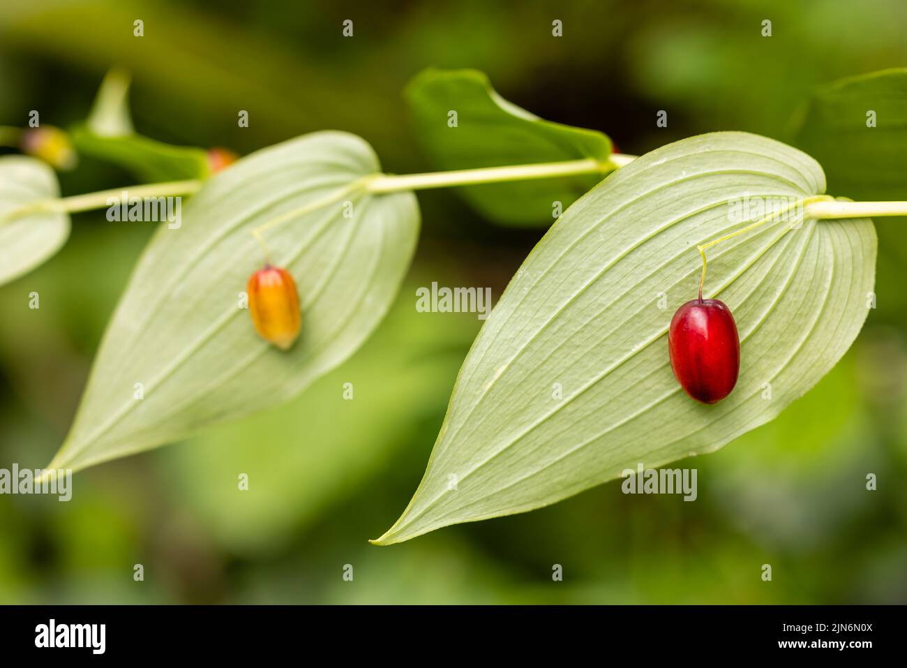 Streptopus hi-res stock photography and images - Alamy